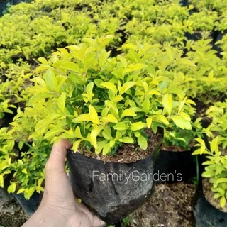 Jual Tanaman Pagar Hidup Terlengkap & Harga Terbaru Mei 2024 | Shopee ...