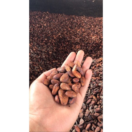 Jual Biji coklat, kakao kering 1kg | Shopee Indonesia