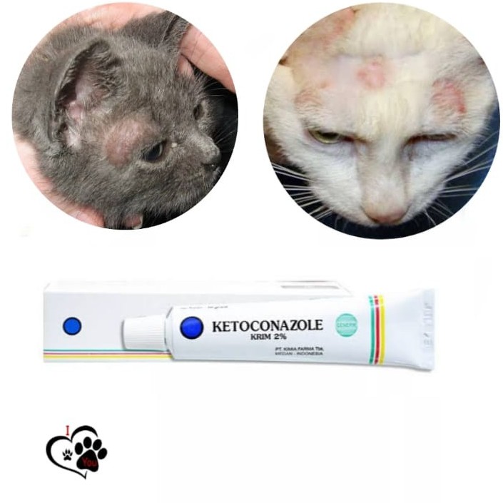 Jual Salep Obat Jamur untuk kucing dan anjing terbaik 10 gr | Shopee ...