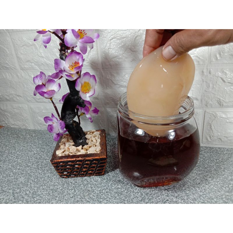 Jual SCOOBY JAMUR KOMBUCHA | Shopee Indonesia