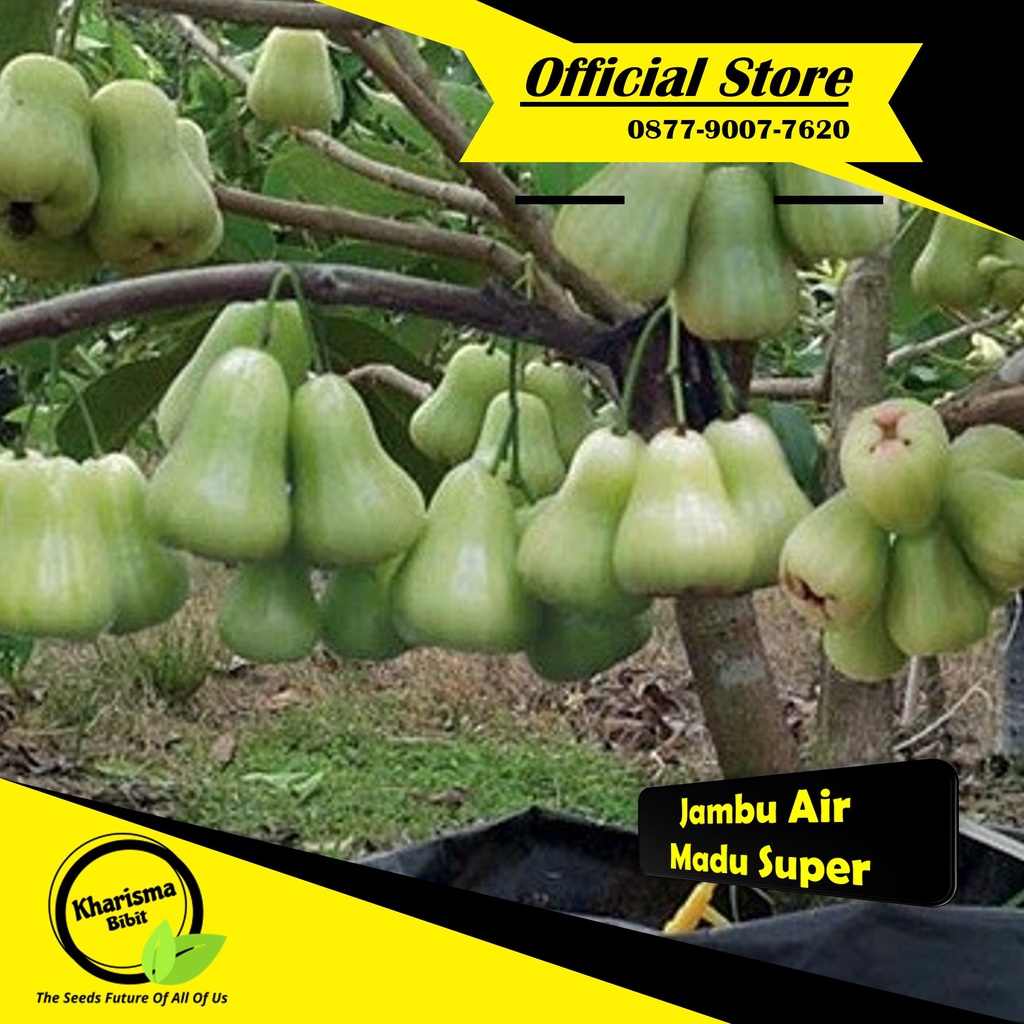 Jual Tanaman Jambu Air Madu Super Green (60-70cm) - (KharismaBibit ...