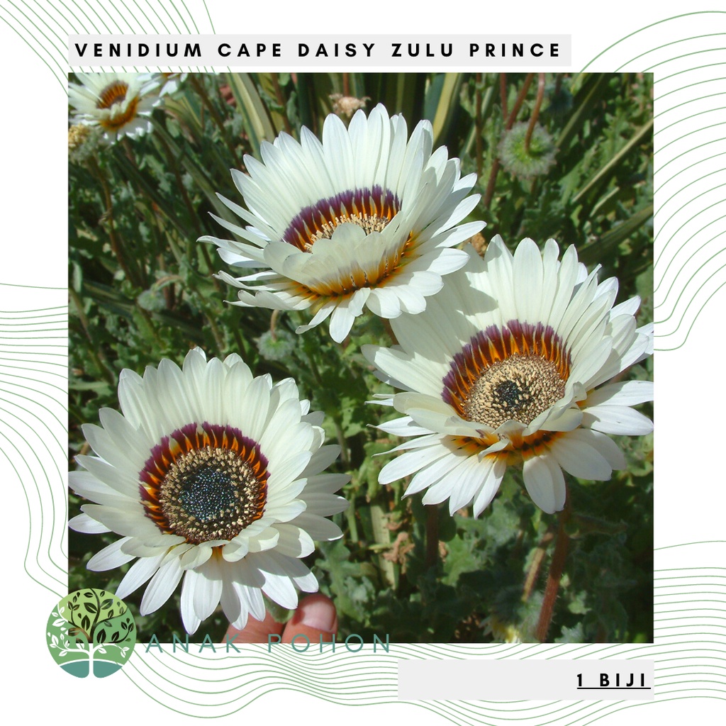Jual Benih Bibit Biji - Bunga Venidium Cape Daisy Zulu Prince (Arctotis ...