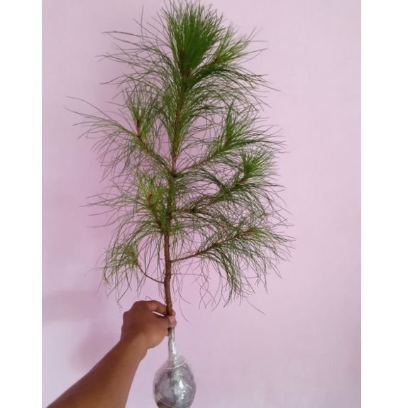 Jual Tanaman Hias outdoor Cemara Pinus Merkusi/Bibit pohon Cemara Pinus ...