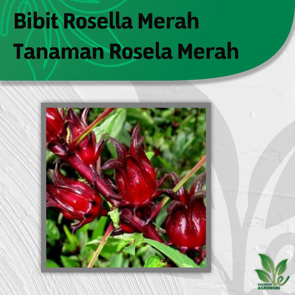 Jual Bibit Rosella Merah/ Rosela Merah/Tanaman Rosela Merah | Shopee ...
