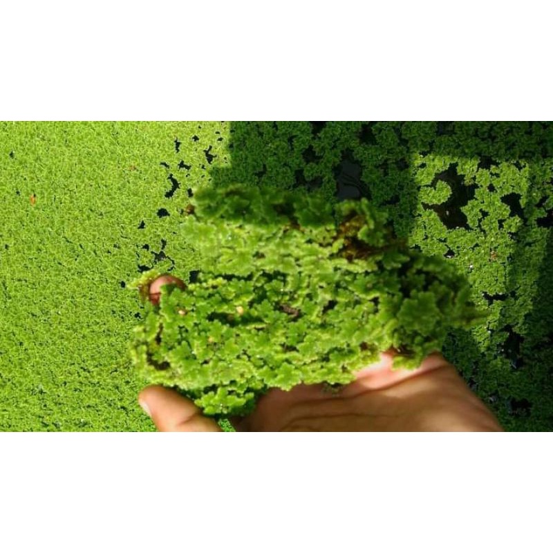 Jual Rumput Azola / Bibit Azolla / Benih Azola Microphyla pinata Pakan ...