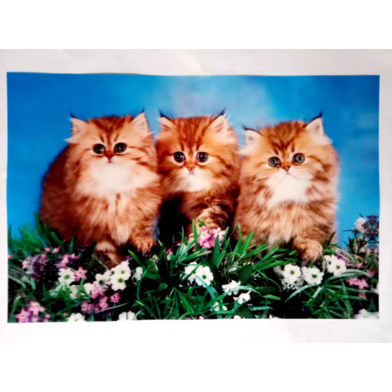 Jual POSTER KUCING 3 DIMENSI (gambar terlihat hidup & nyata) ukuran ...