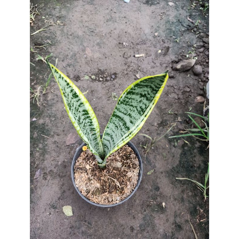 Jual Tanaman hias sensivera lidah mertua tanaman indoor | Shopee Indonesia Jual Tanaman hias sensivera lidah mertua tanaman indoor | Shopee Indonesia