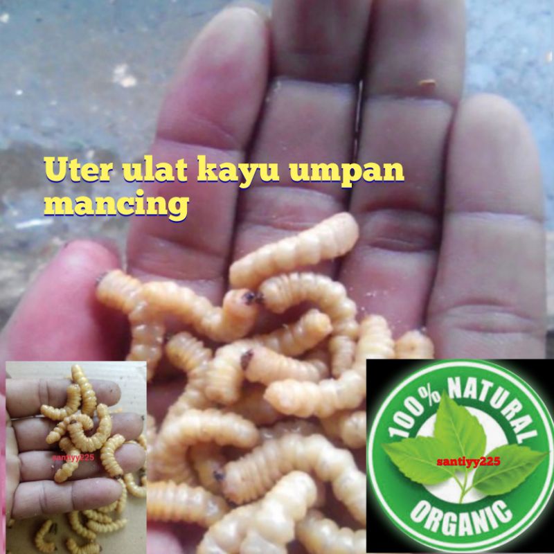 Jual uter ulat kayu 75 ekor +bonus 2 ekor | Shopee Indonesia