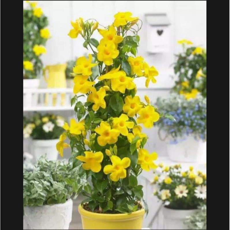 Jual tanaman hias bunga alamanda kembang | Shopee Indonesia