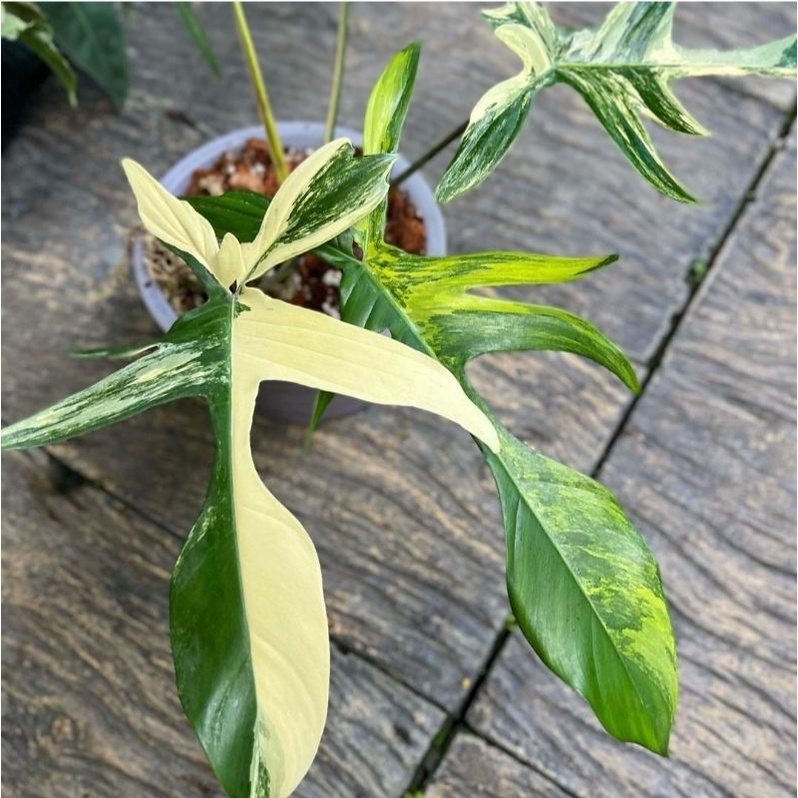 Jual Philodendron Florida Beauty Variegation / Tanaman philodendron ...