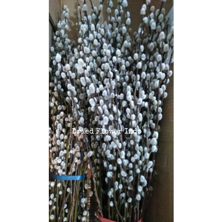 Jual SEIKAT 10 tangkai Pussywillow 120cm SINGLE bunga imlek 1,2m pussy ...