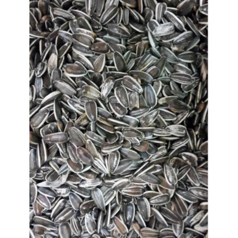 Jual Kuaci Kwaci pakan kesukaan hamster landakmini parkit lovebird ...