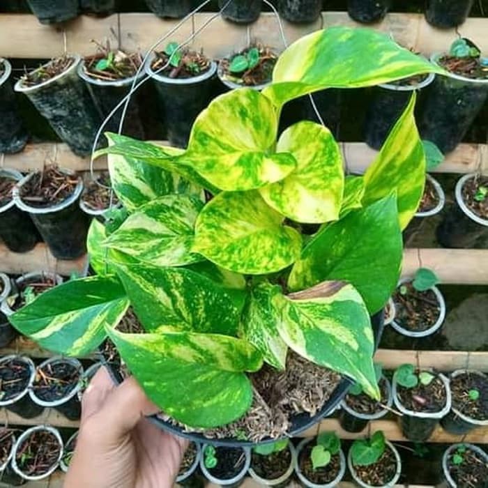 Jual Afandi Flora tanaman bunga gantung srigading - srigading ijo ...