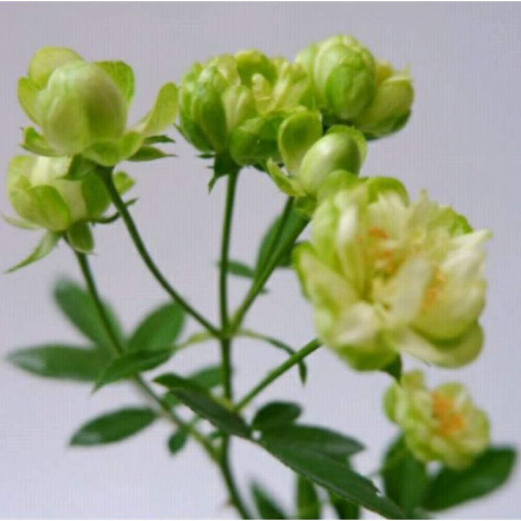 Jual tanaman hias bunga mawar rambat hijau/Green Eclair | Shopee Indonesia