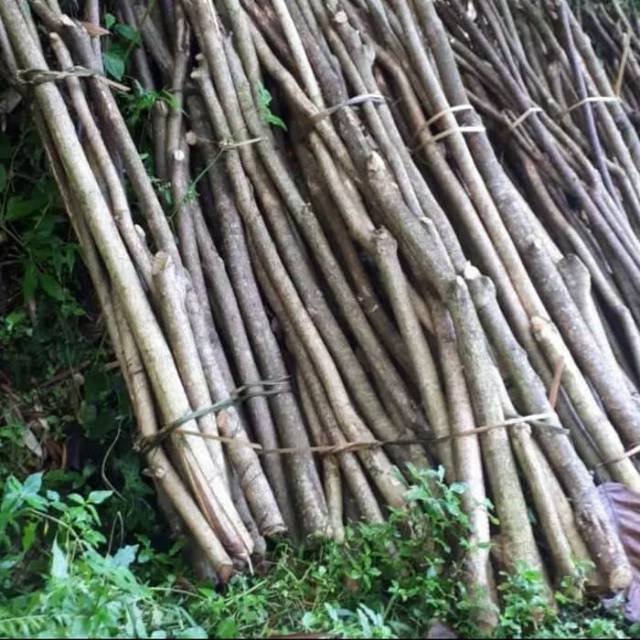 Jual Bibit pohon gamal untuk rambat vanili cutting stek batang pohon ...