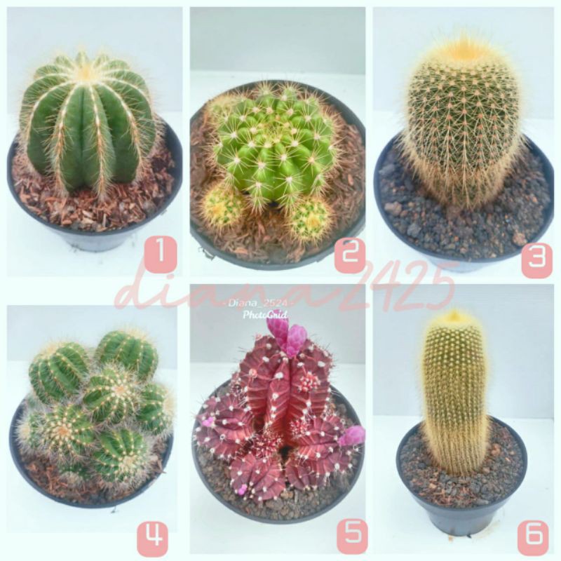 Jual family cactea ownroot big size pot 12cm | Shopee Indonesia