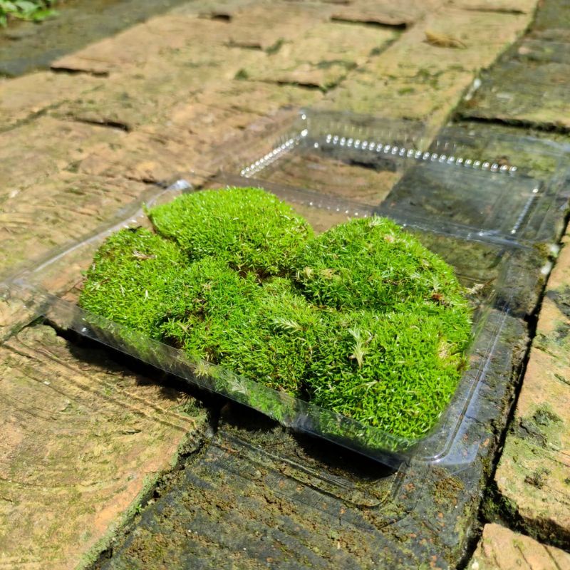 Jual Moss mutiara paludarium terrarium vivarium | Shopee Indonesia