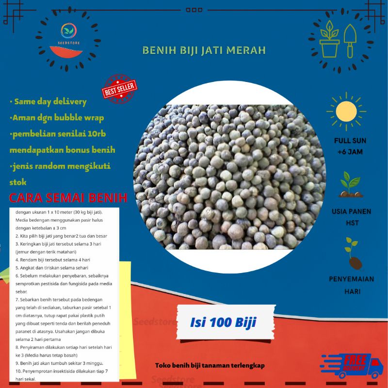 Jual 100 Benih jati merah super unggul | Shopee Indonesia