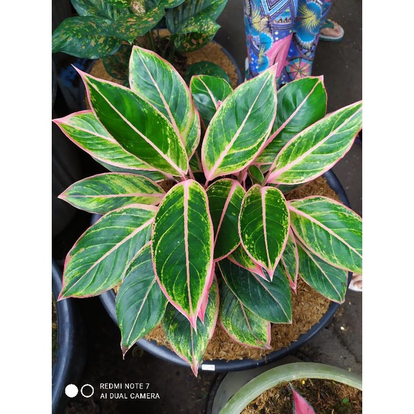 Jual Bunga Aglonema Lipstik Pink Classic Segar Rimbun Murah Aglo ...