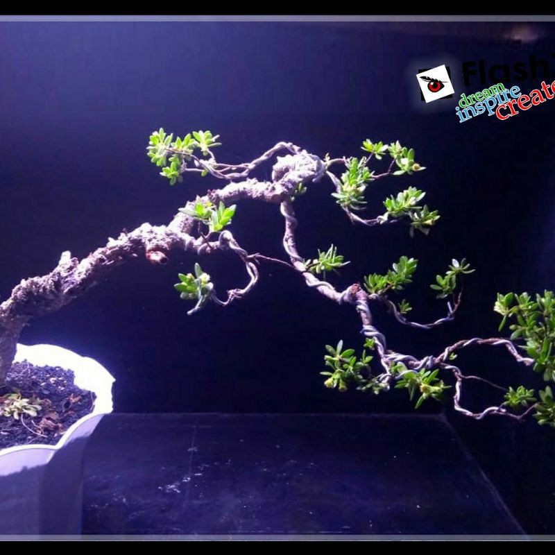 Jual santigi literaty | Shopee Indonesia