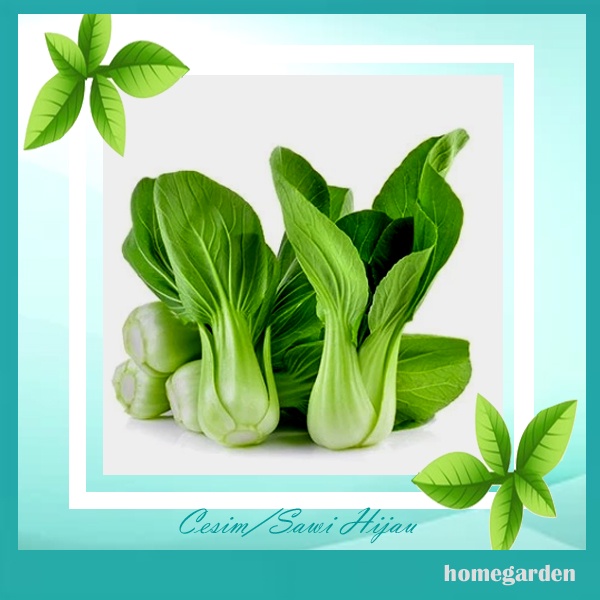 Jual Bibit/Benih Cesim Pakcoy Benih Caisim Sawi Bakso Sawi Hijau Pakcoy ...