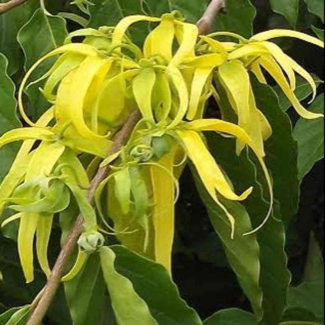 Jual Kenanga (Sudah berbunga) pak tani bunga | Shopee Indonesia