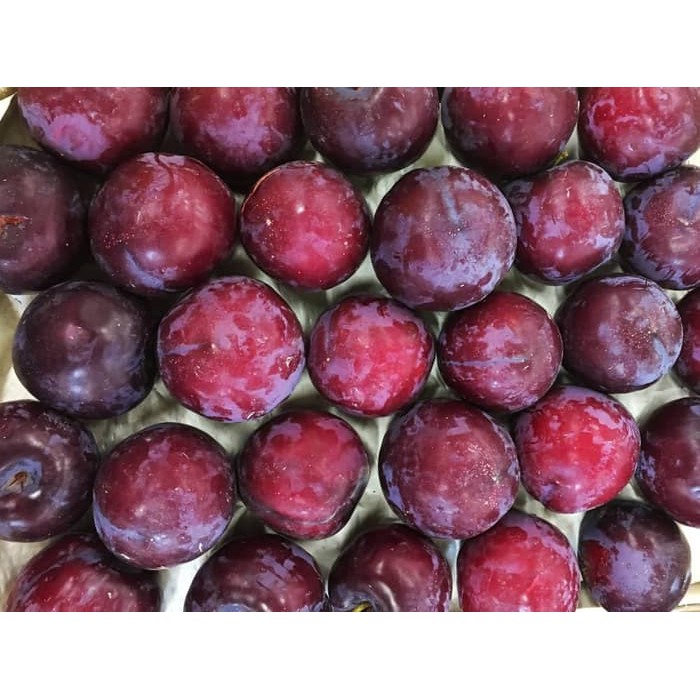 Jual Pohon Plum Aussie Bibit Tanaman Buah Plum Ausi Ausie Dataran ...