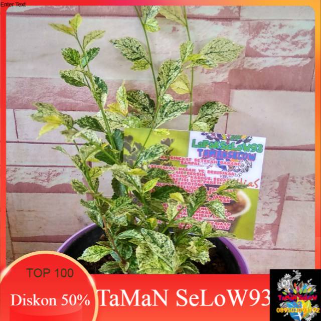 Jual Tanaman bias murah bibit pohon pangkas - Teh-tehan variegatta ...