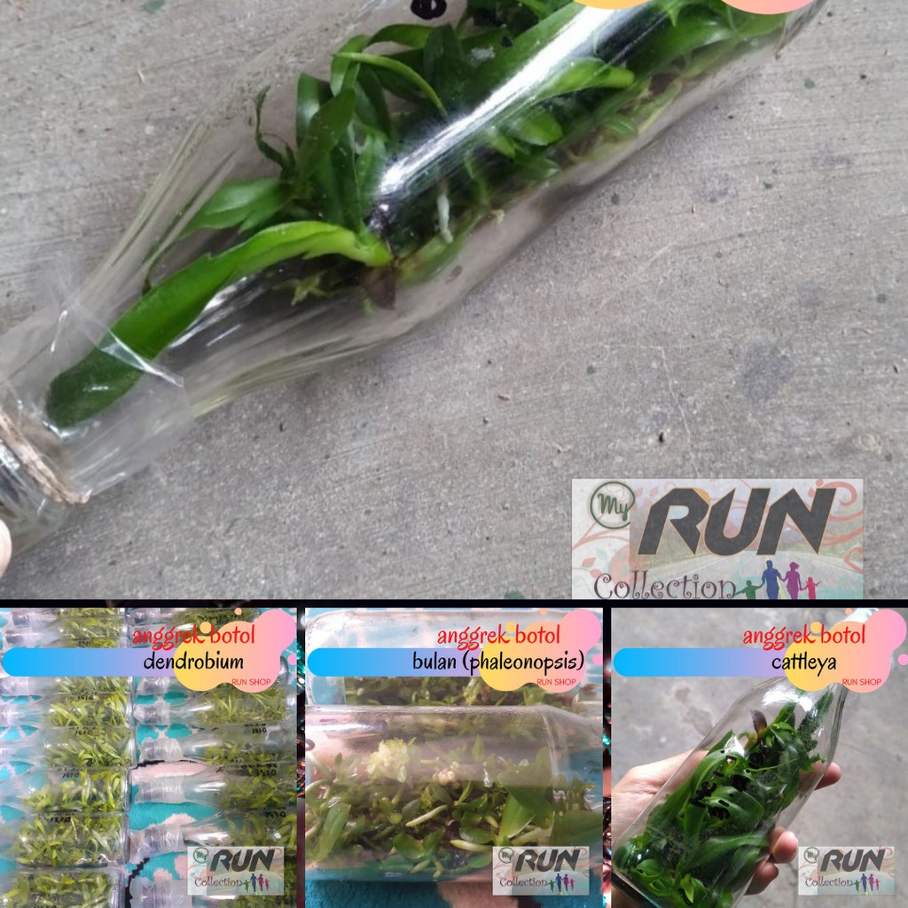 Jual Anggrek Botol Bulan, vanda, cattleya dan dendrobium | Shopee Indonesia