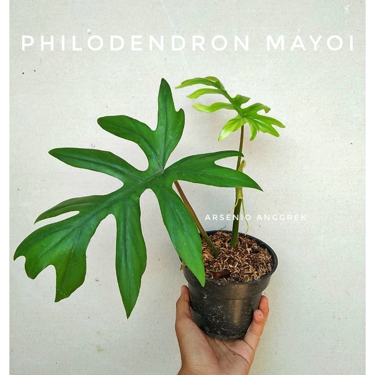 Jual Philodendron Mayoi / Tanaman hias philo | Shopee Indonesia