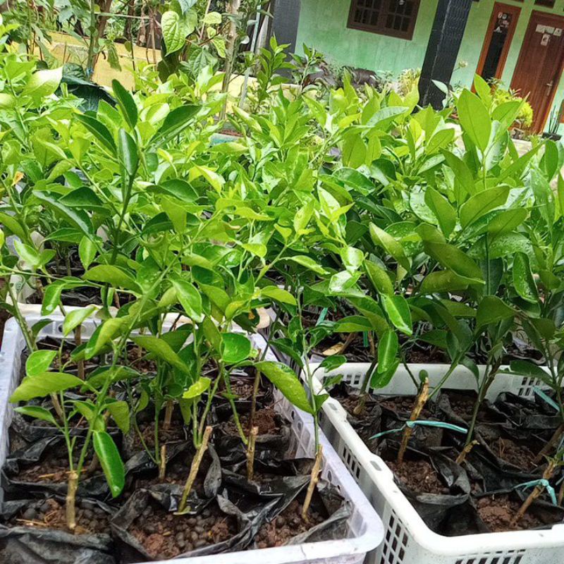 Jual pohon jeruk limo atau limau | Shopee Indonesia