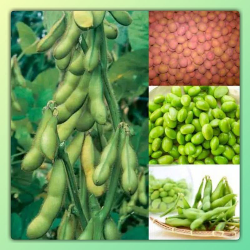 Jual Benih Edamame 5 biji | Shopee Indonesia