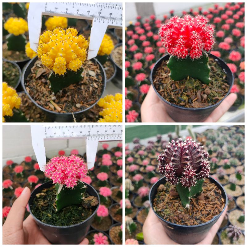 Jual Kaktus Gymno Import Medium Lengkap dengan pot tawon + batu hias ...