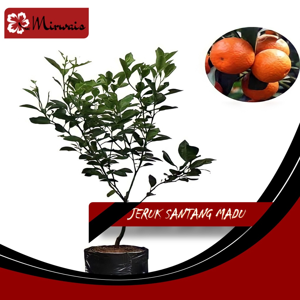 Jual Pohon Jeruk Santang Madu - (Mirwais) | Shopee Indonesia