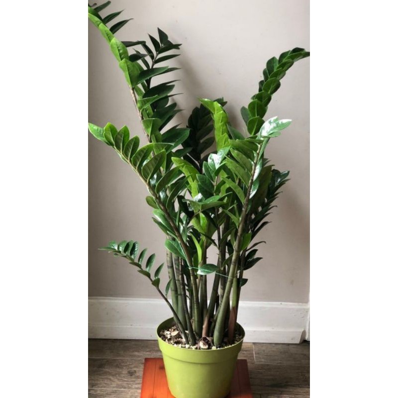 Jual tanaman/pohon dolar/zamia | Shopee Indonesia