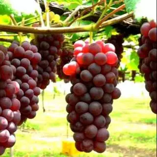 Jual bibit anggur import Harga Terbaik & Termurah Juni 2024 | Shopee ...