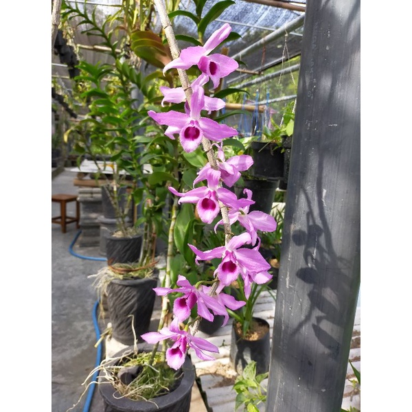 Jual Dendrobium Anosmum superbum remaja, (BUNGA WANGI) | Shopee Indonesia