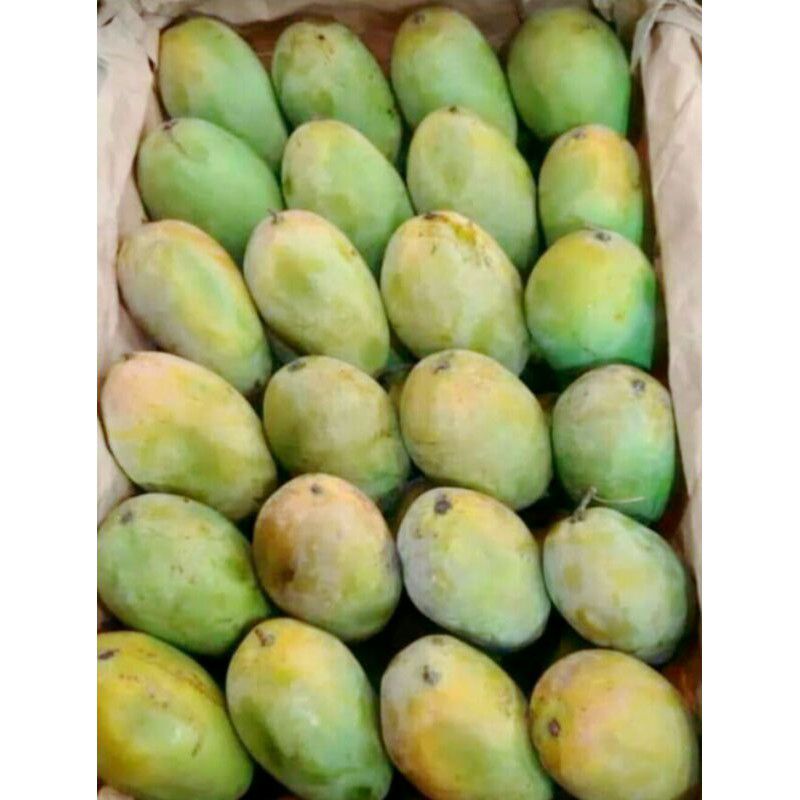 Jual Buah mangga harum manis mangga harum manis fresh 1KG mangga manis ... Jual Buah mangga harum manis mangga harum manis fresh 1KG mangga manis ...