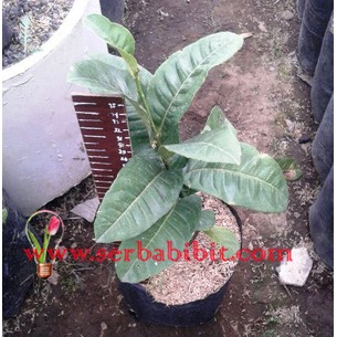 Jual JERUK KWIK RAGI | Shopee Indonesia