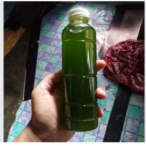 Jual Green Water / Chlorella / Air Hijau, Pakan Kutu Air, Daphnia, Artemia 350ml (COD) | Shopee ...