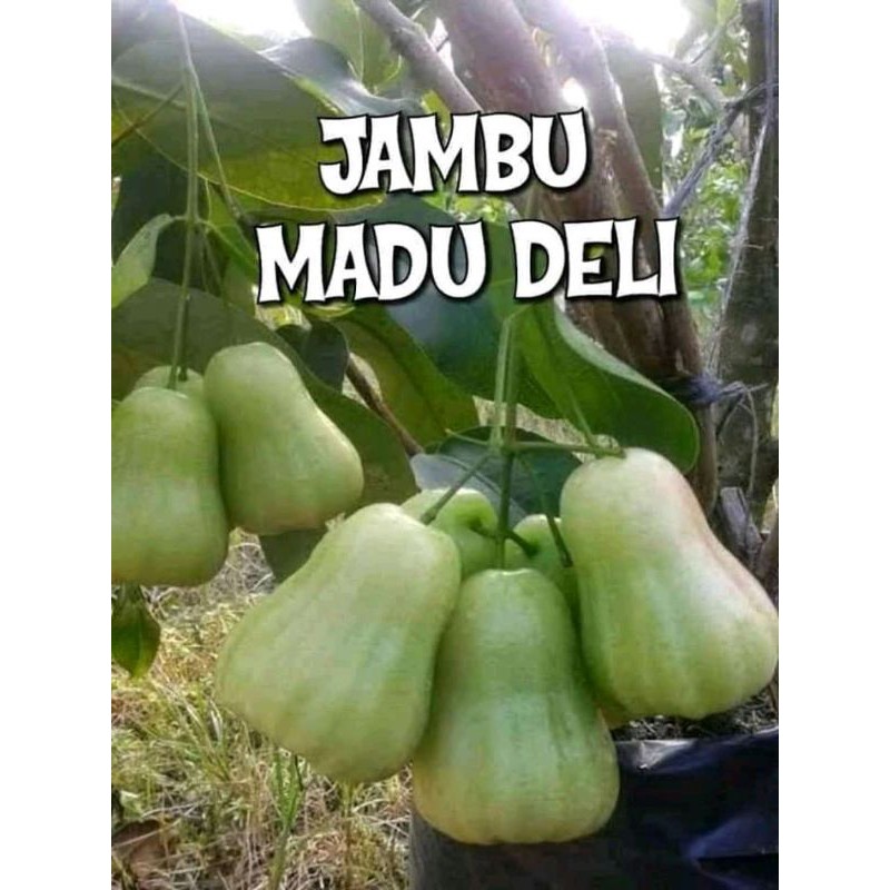 Jual Jambu Madu Delhi unggulan cepat berbuah.!! | Shopee Indonesia