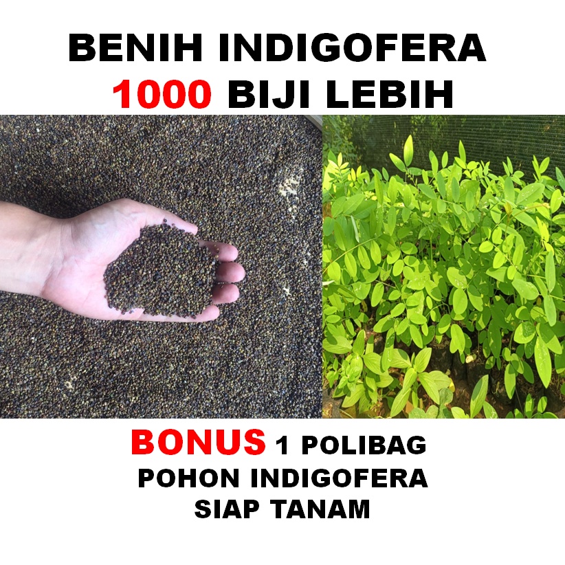 Jual Benih indigofera super 1000 biji bonus 1 polibag siap tanam ...
