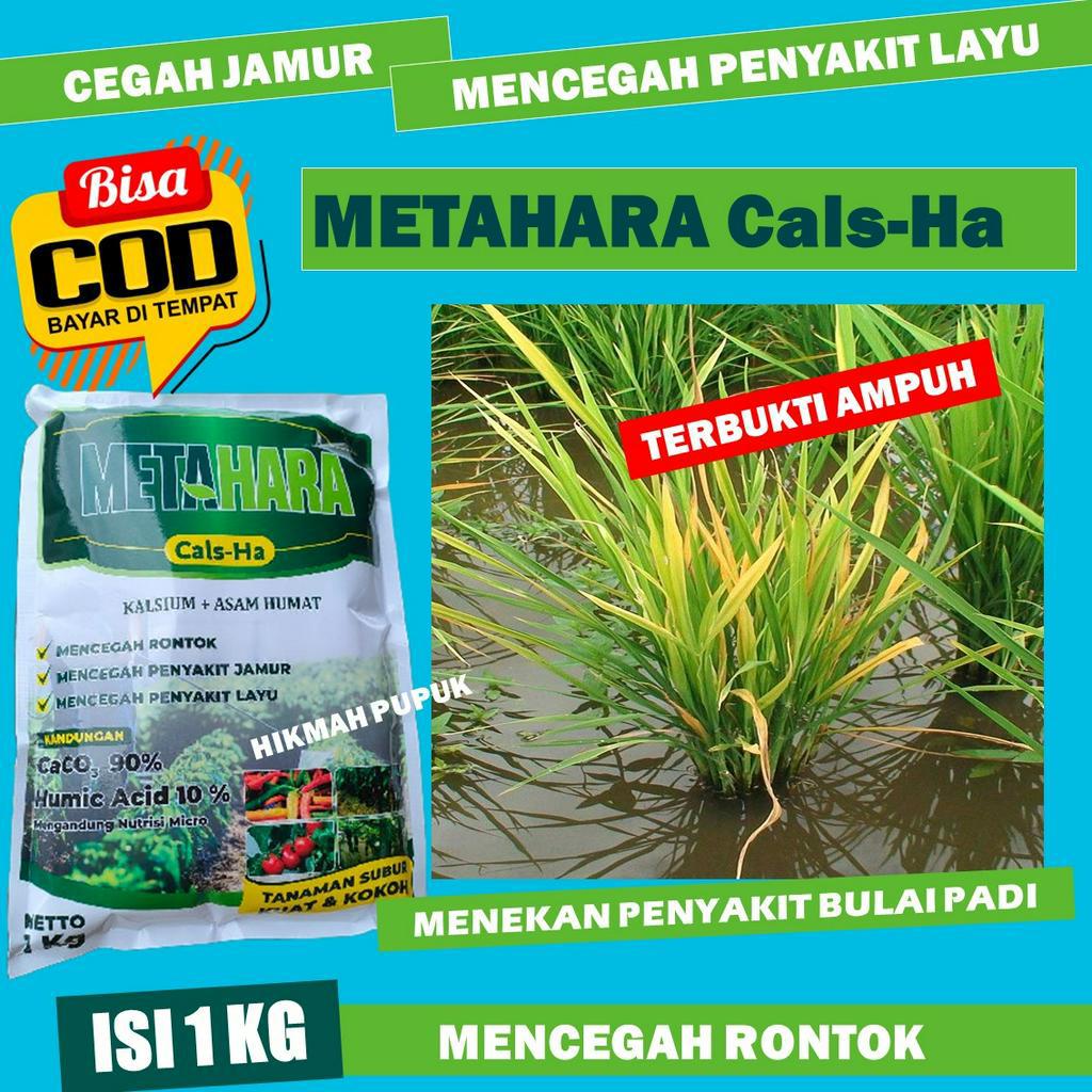 Jual PUPUK CEGAH PADI KERDIL PALING AMPUH METAHARA Pelebat Daun Padi ...