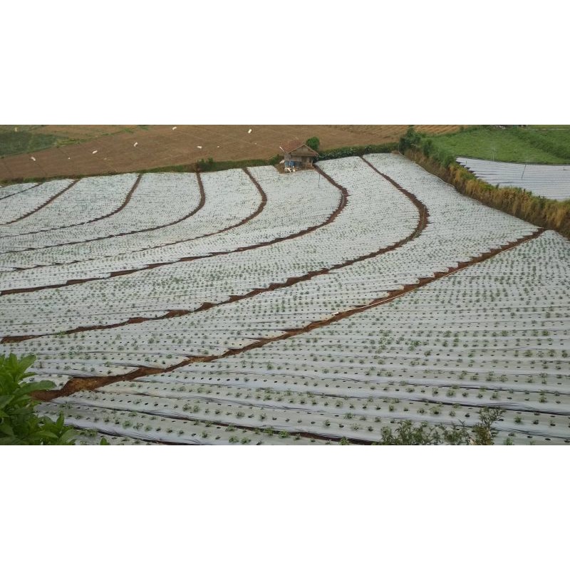 Jual Mulsa Stabilum Standard (17kg) | Shopee Indonesia