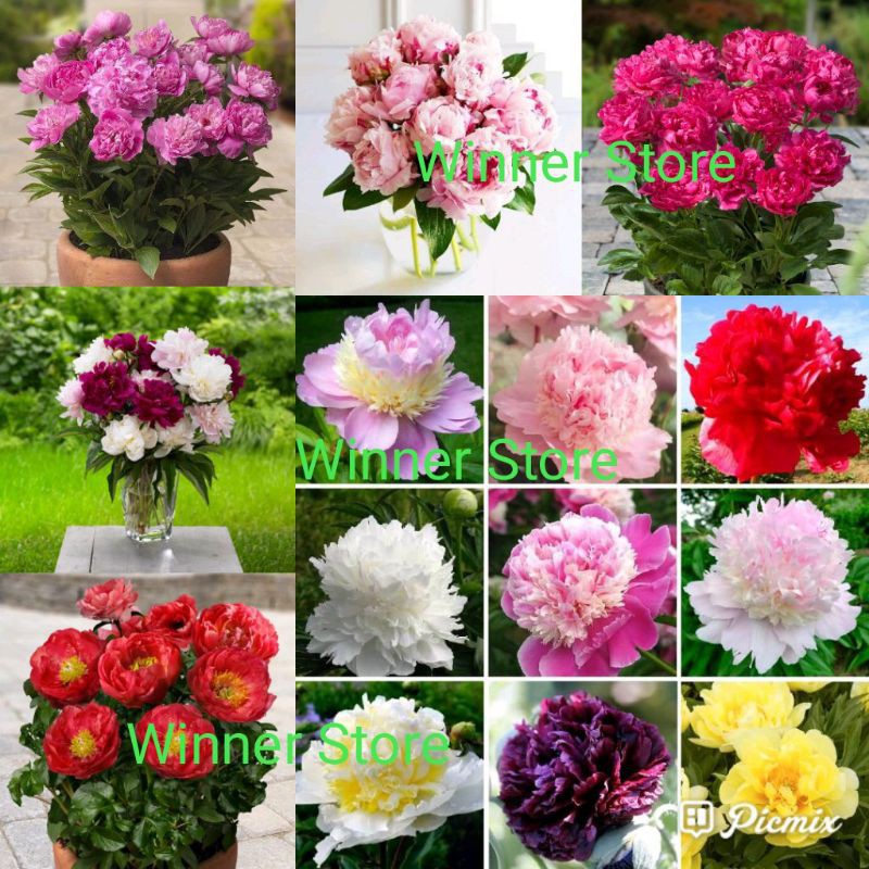 Jual Bibit Benih Bunga Peony Peoni Mix (1 Butir) | Shopee Indonesia