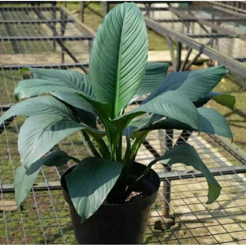 Jual Bibit Tanaman Hias Peace Lily Moana Loa - Pohon Spathipyllum Moana Loa - Tanaman Indoor ...
