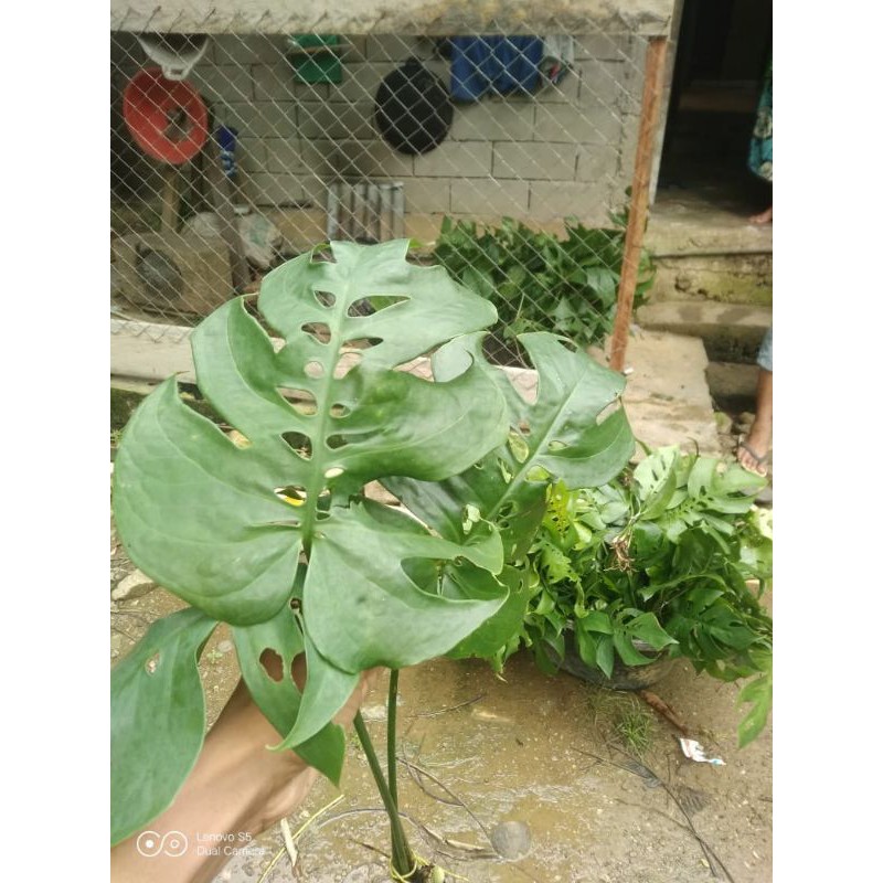 Jual bunga monstera | Shopee Indonesia