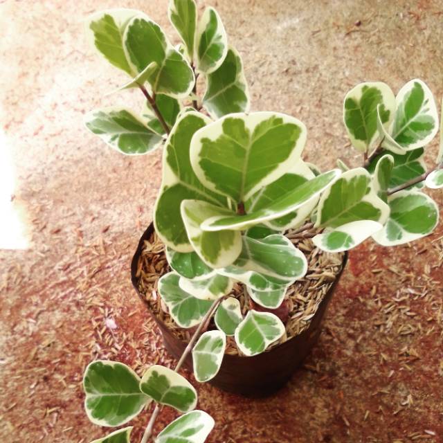 Jual Tanaman hias Ficus triangularis variegata | Shopee Indonesia