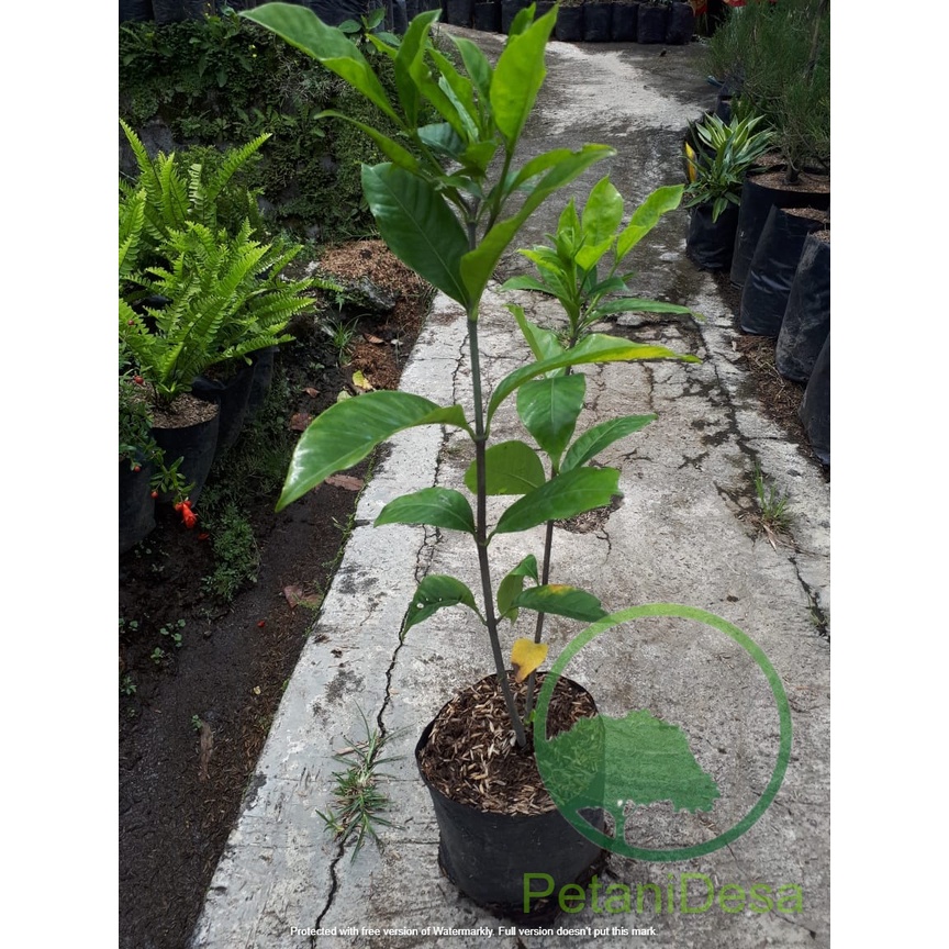 Jual Tanaman Hias Bunga Cepiring - Melati Kacapiring - Melati Wangi ...