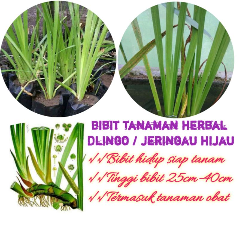 Jual BIBIT TANAMAN HERBAL DLINGO | JERINGAU |SAMBETAN | Shopee Indonesia